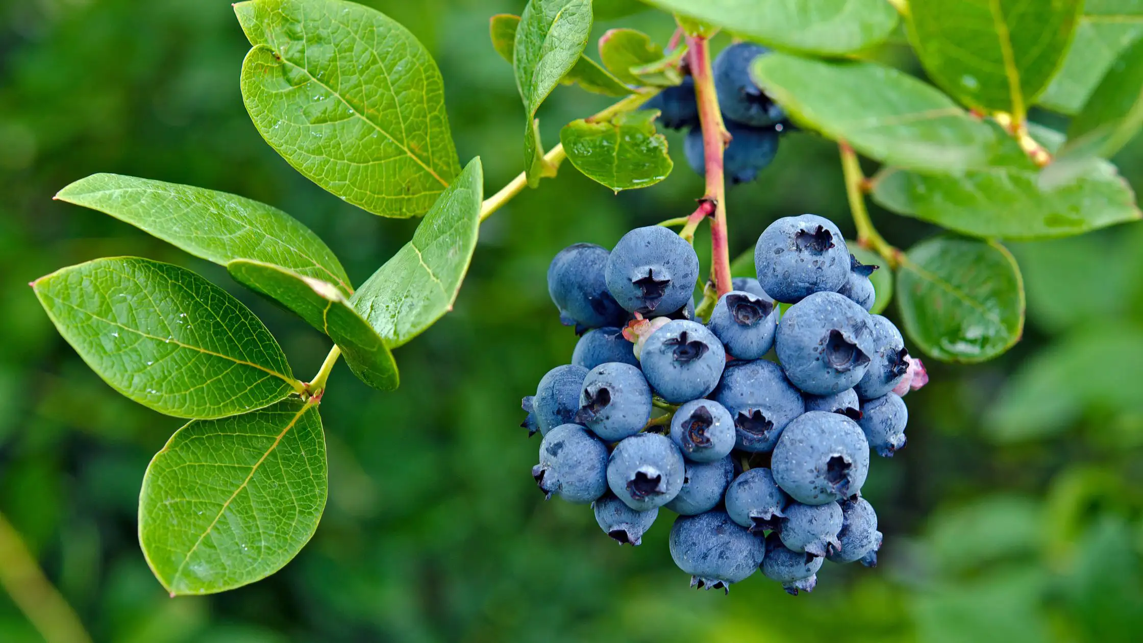 Wildheidelbeeren – Die kleinen blauen Kraftpakete aus dem Wald